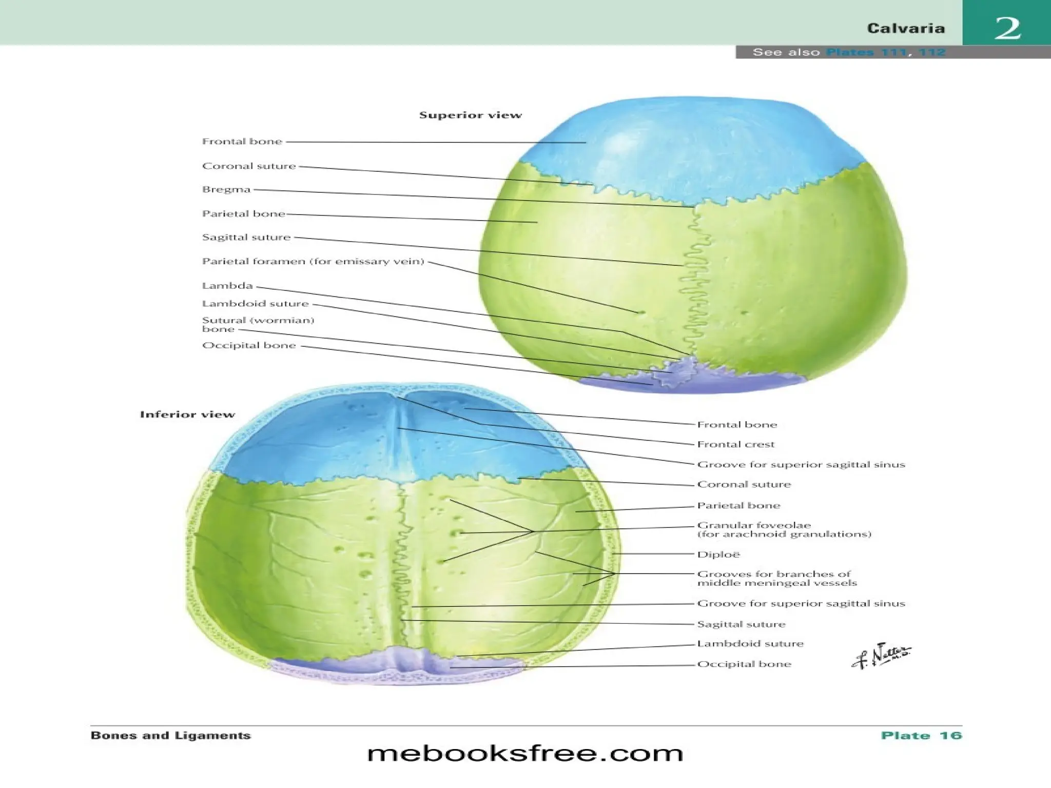 Clinical anatomy of the human Skull and associated landmarks | PPTX