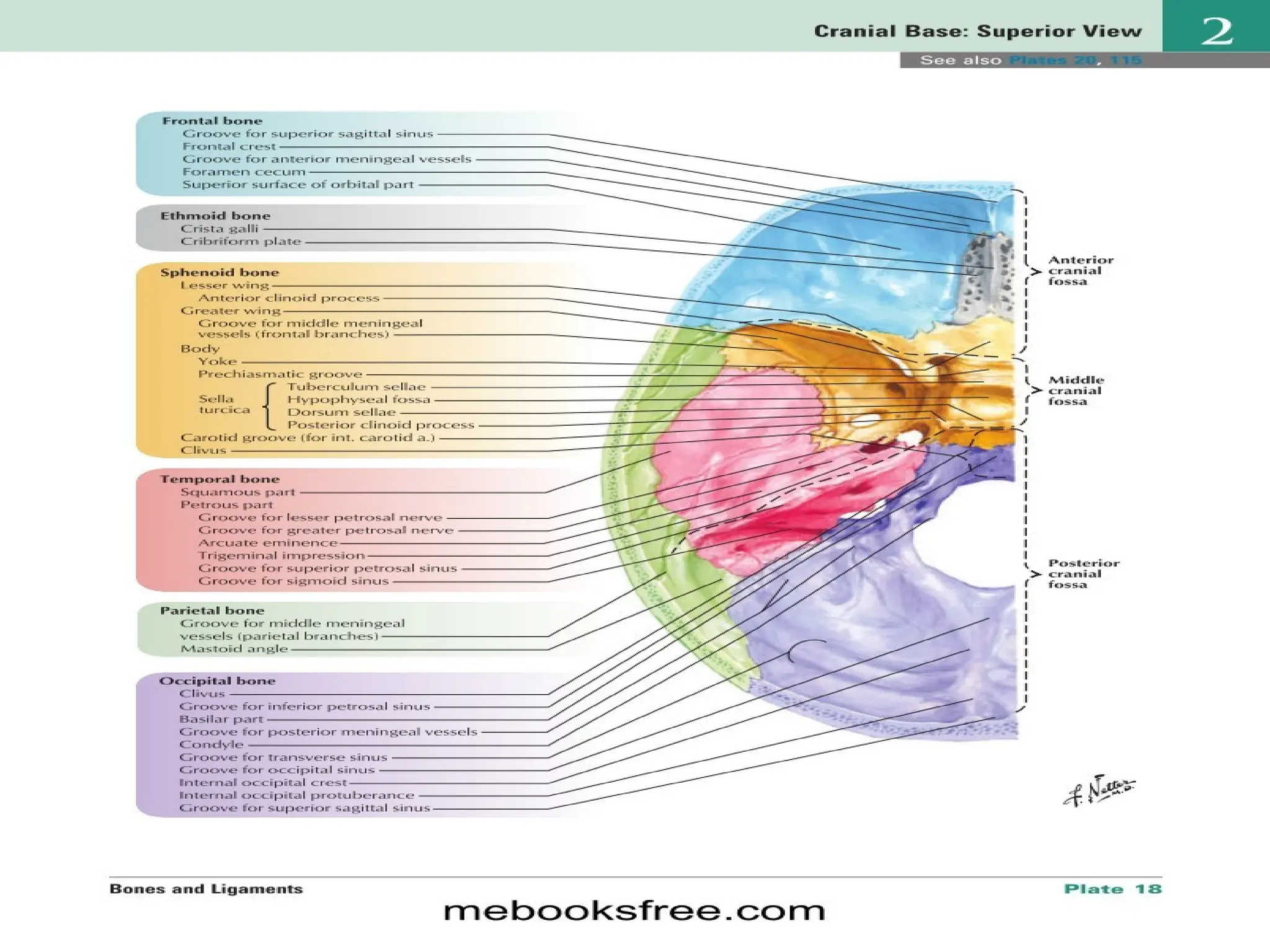 Clinical anatomy of the human Skull and associated landmarks | PPTX | Death, Injury, or Military ...