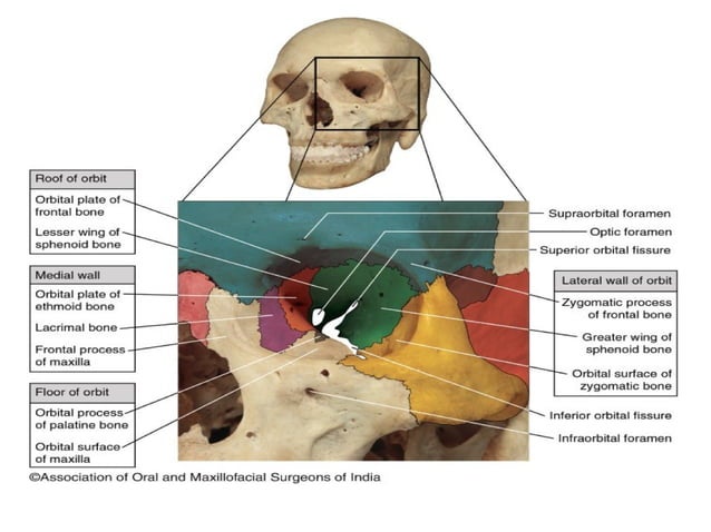 Clinical anatomy of the human Skull and associated landmarks | PPTX ...