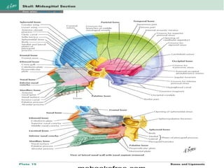 Clinical anatomy of the human Skull and associated landmarks | PPTX