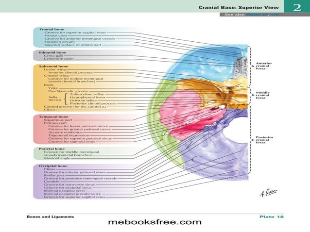 Clinical anatomy of the human Skull and associated landmarks | PPTX ...