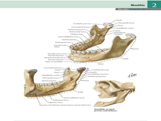 Clinical anatomy of the human Skull and associated landmarks | PPTX