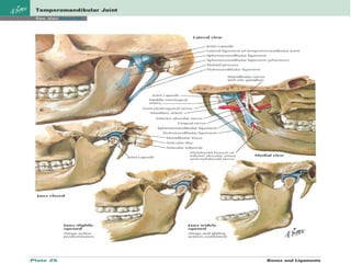Clinical anatomy of the human Skull and associated landmarks | PPTX