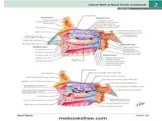Clinical anatomy of the human Skull and associated landmarks | PPTX