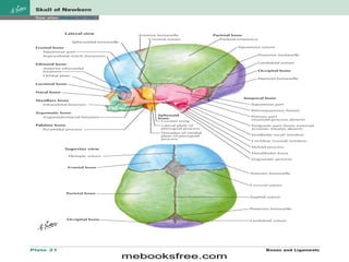Clinical anatomy of the human Skull and associated landmarks | PPTX