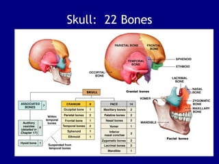 Clinical anatomy of the human Skull and associated landmarks | PPTX
