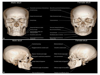 Clinical anatomy of the human Skull and associated landmarks | PPTX