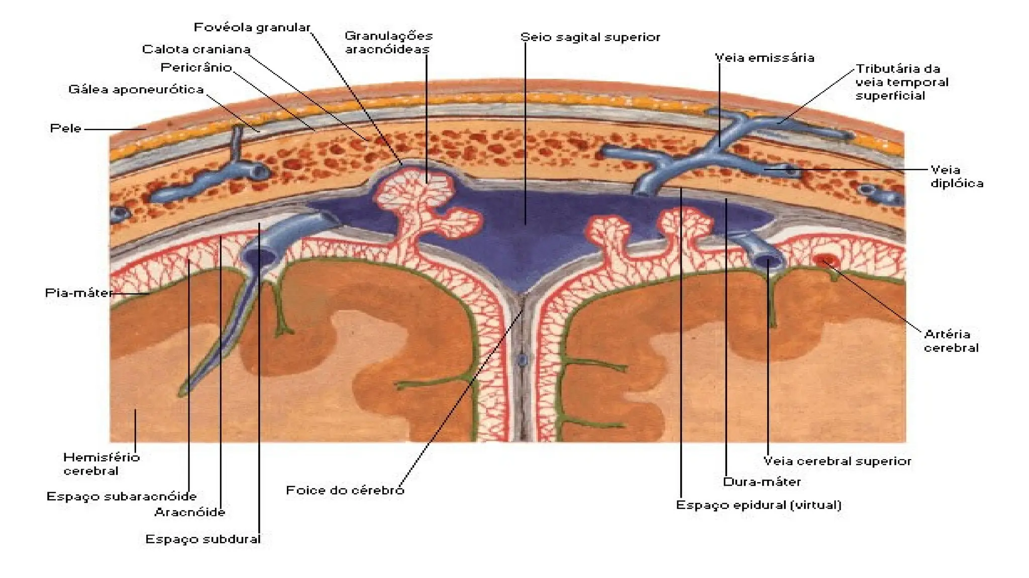 meninges, Dural sinuses and CSF circulation.pptx