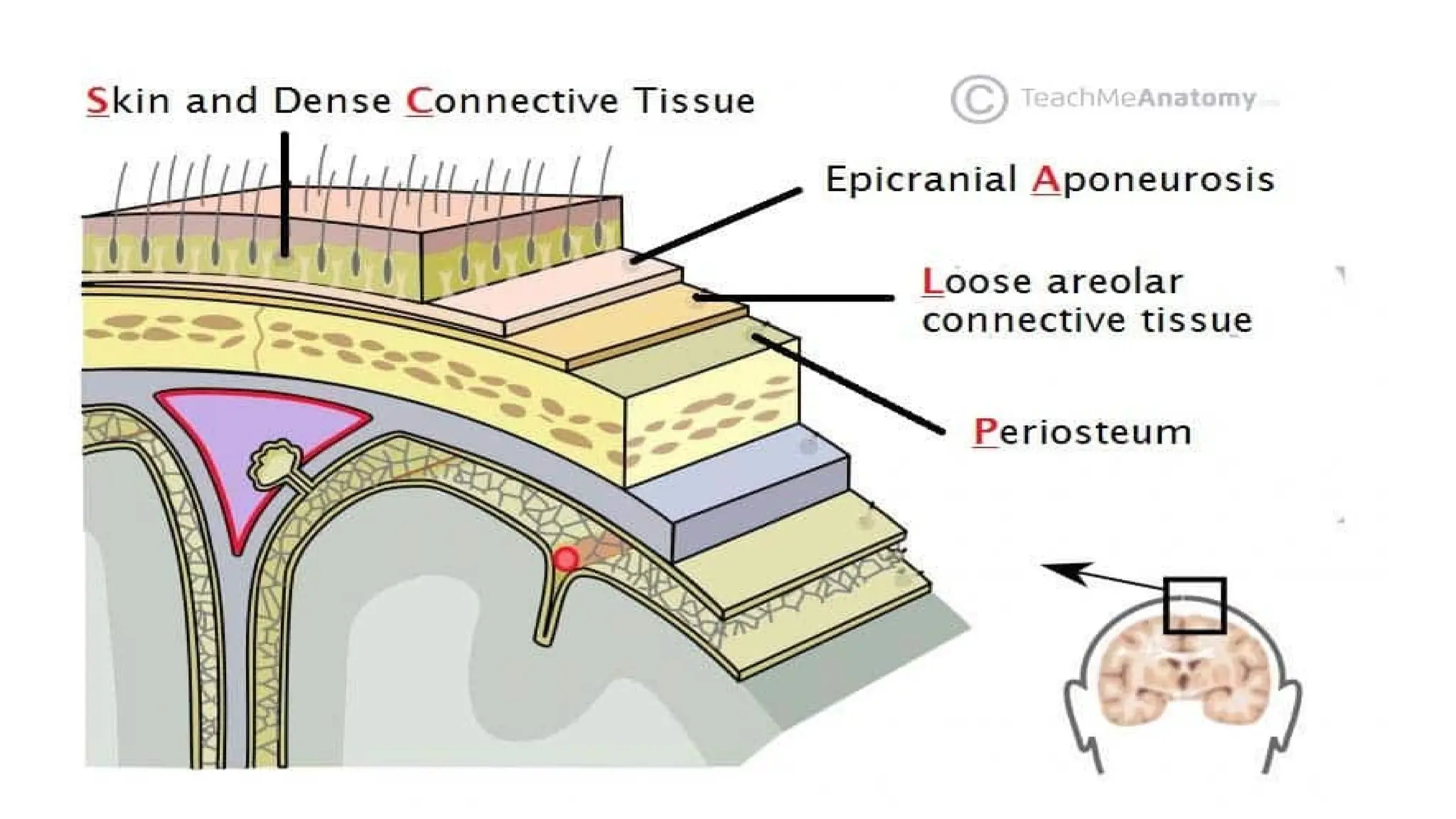 meninges, Dural sinuses and CSF circulation.pptx