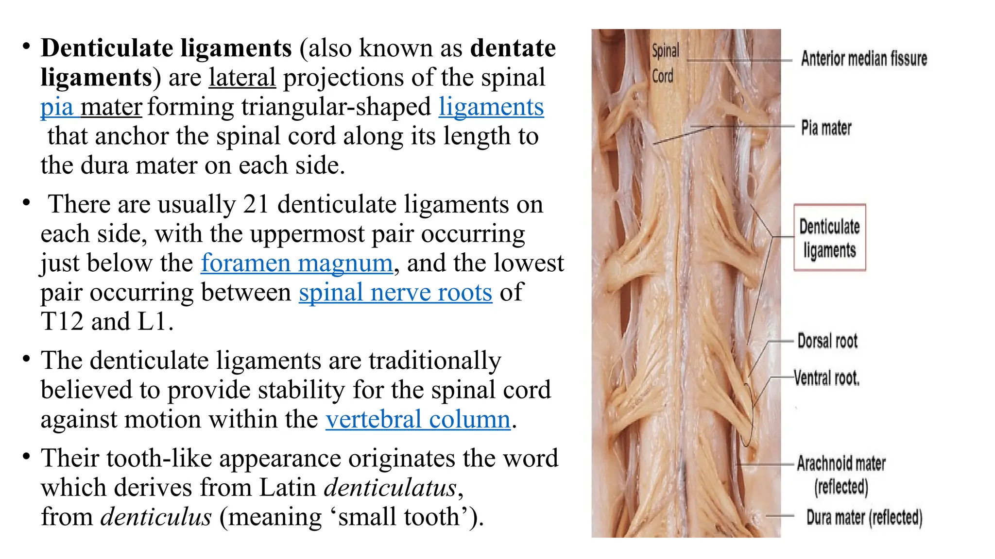 meninges, Dural sinuses and CSF circulation.pptx