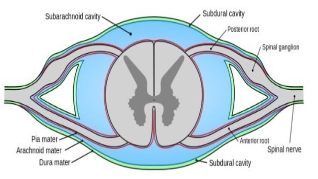 meninges, Dural sinuses and CSF circulation.pptx