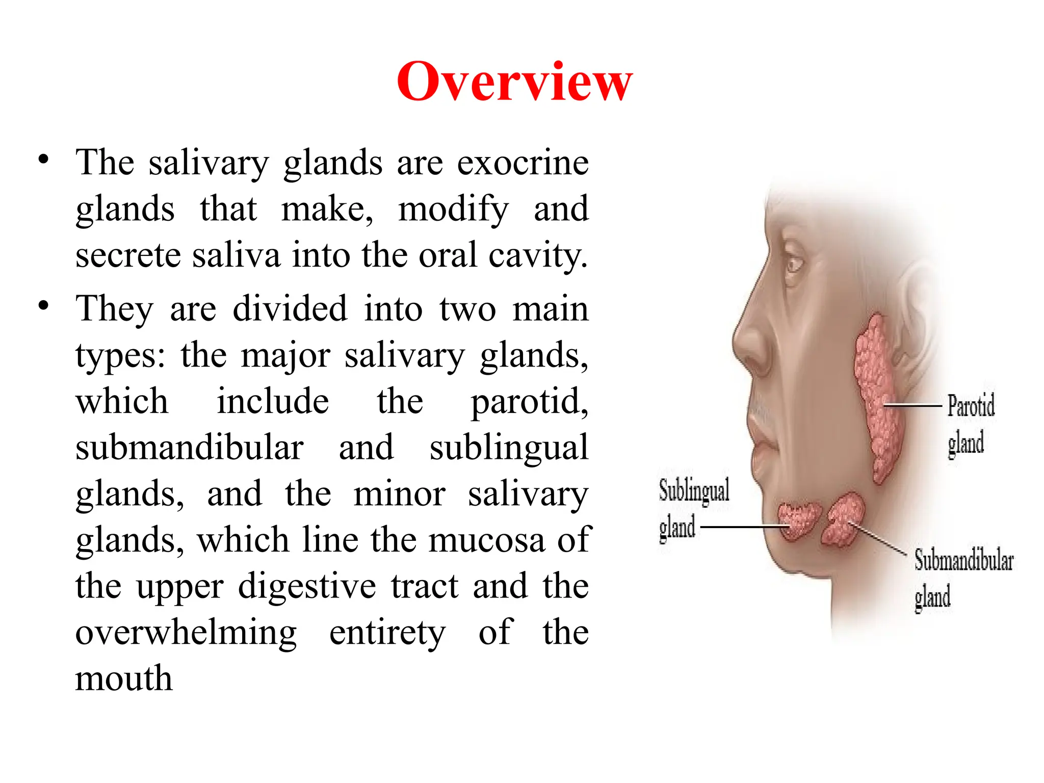 the clinically oriented anatomy of the salivary glands | PPTX