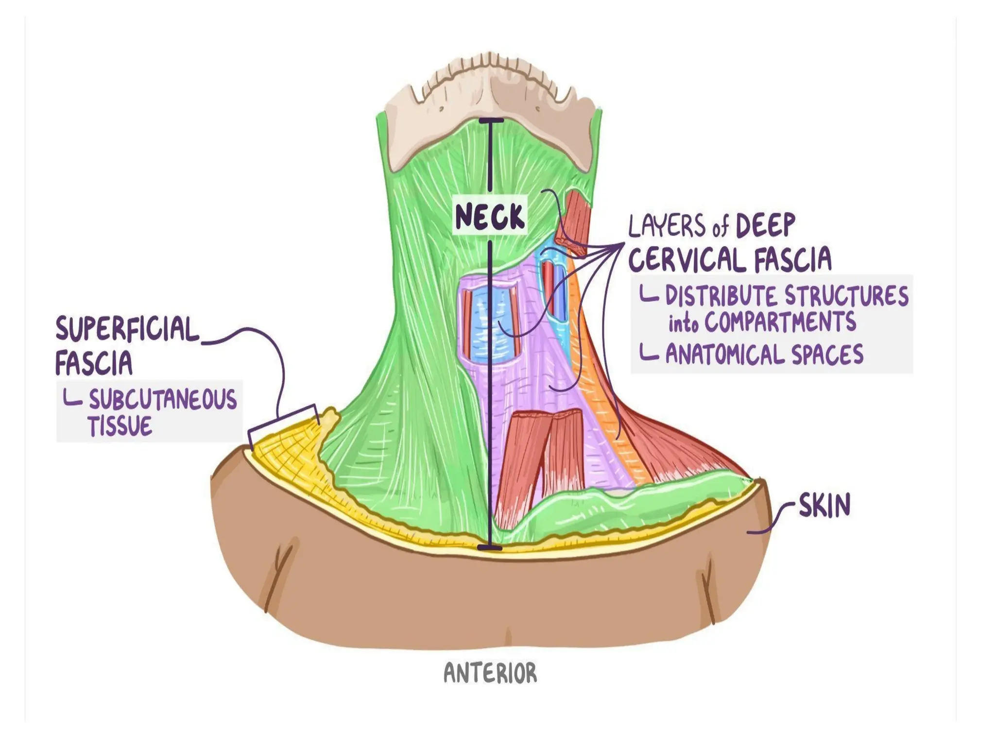 the complex anatomy of the neck; clinically oriented | PPTX