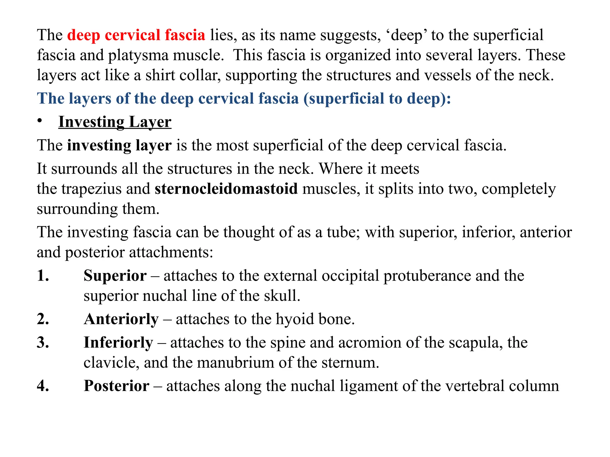 the complex anatomy of the neck; clinically oriented | PPTX