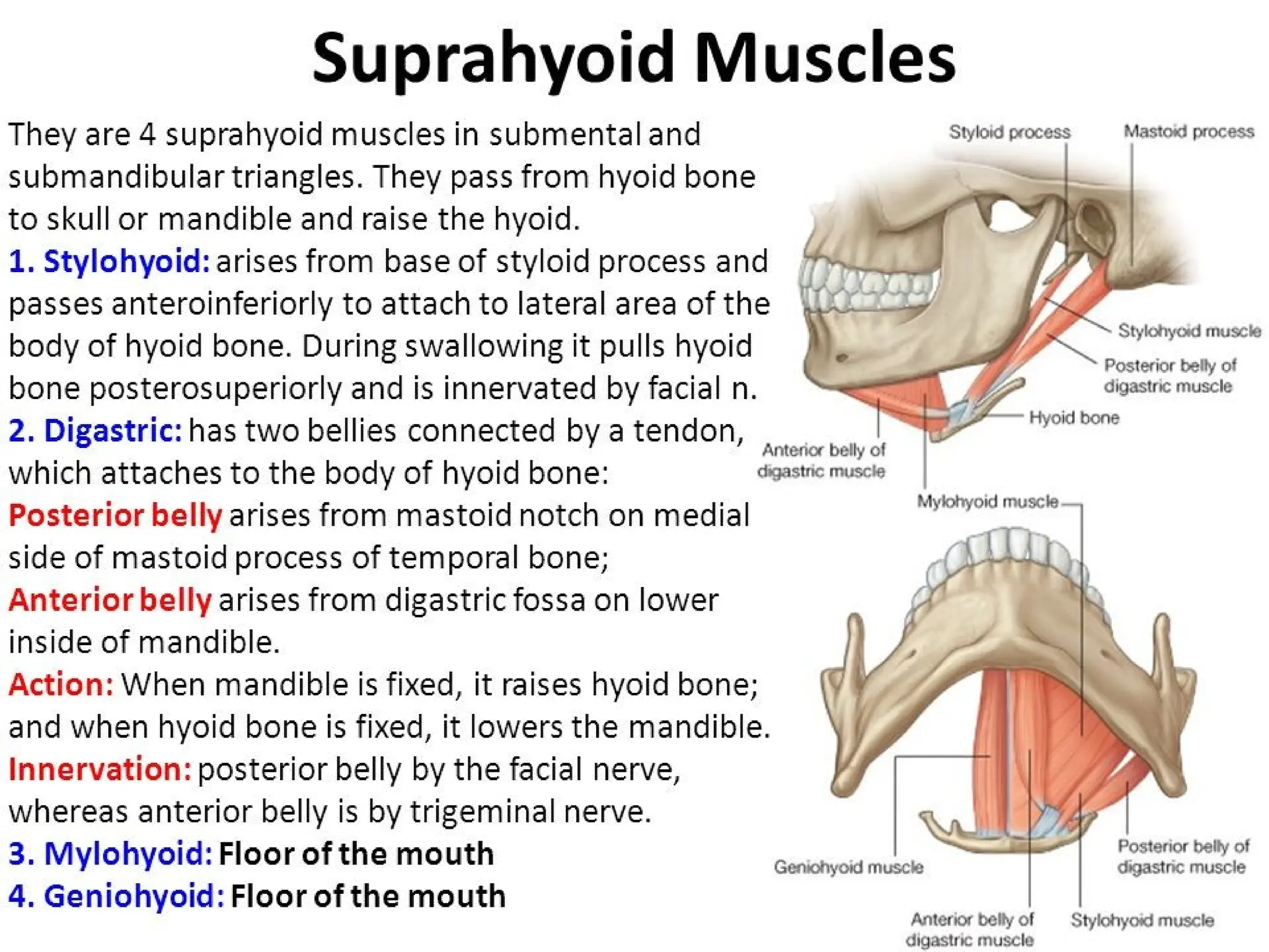 the complex anatomy of the neck; clinically oriented | PPTX