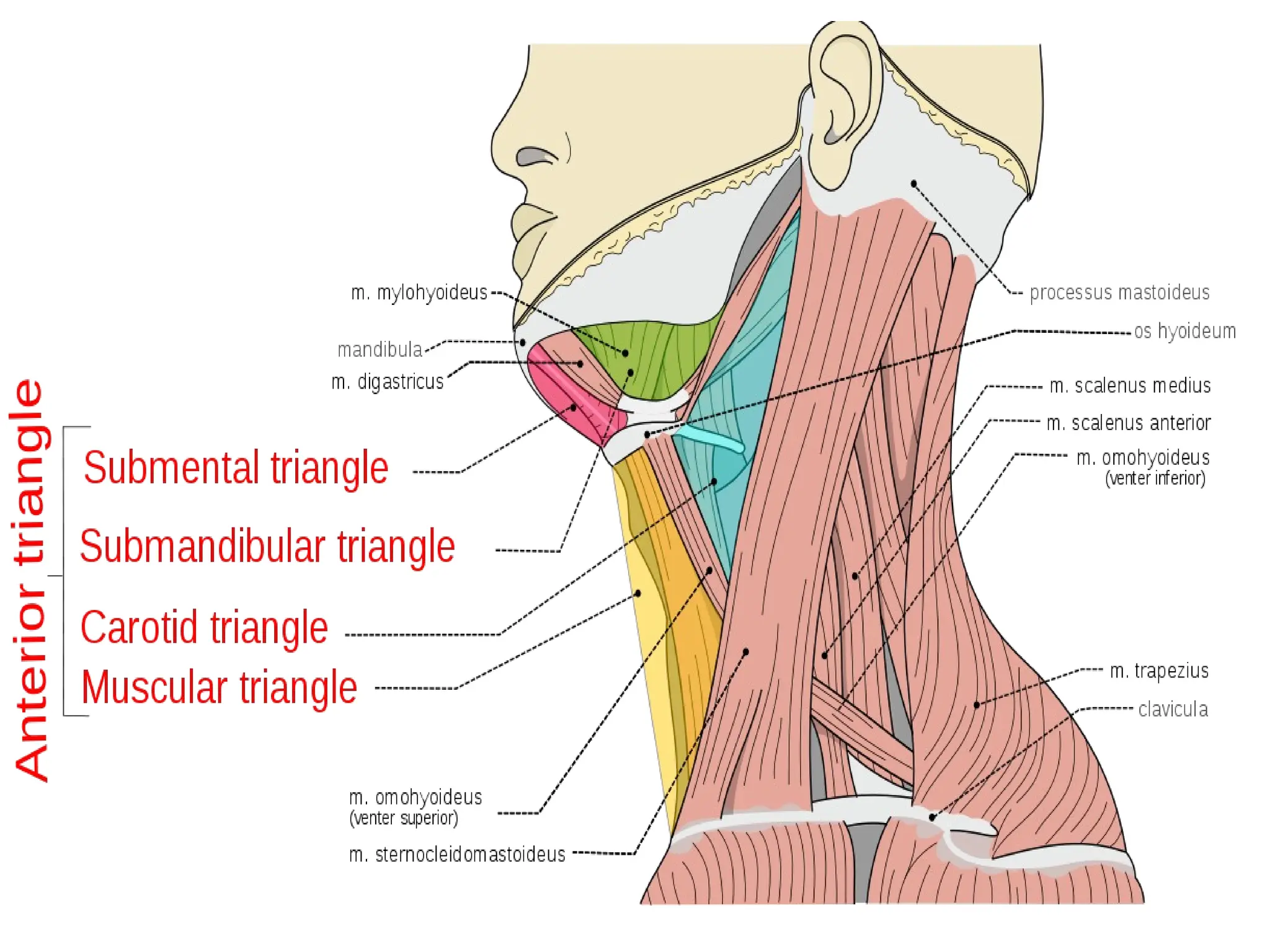 the complex anatomy of the neck; clinically oriented | PPTX