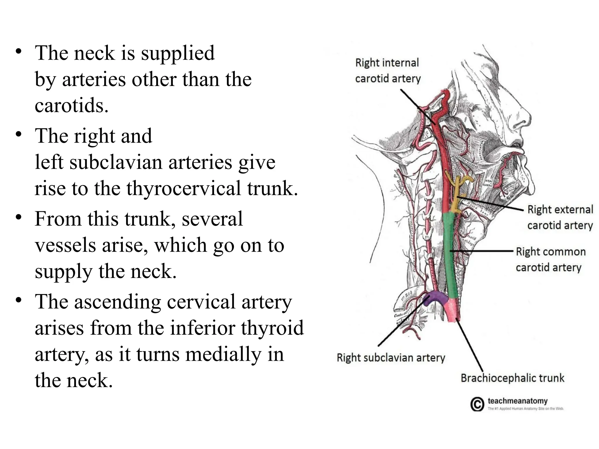 the complex anatomy of the neck; clinically oriented | PPTX