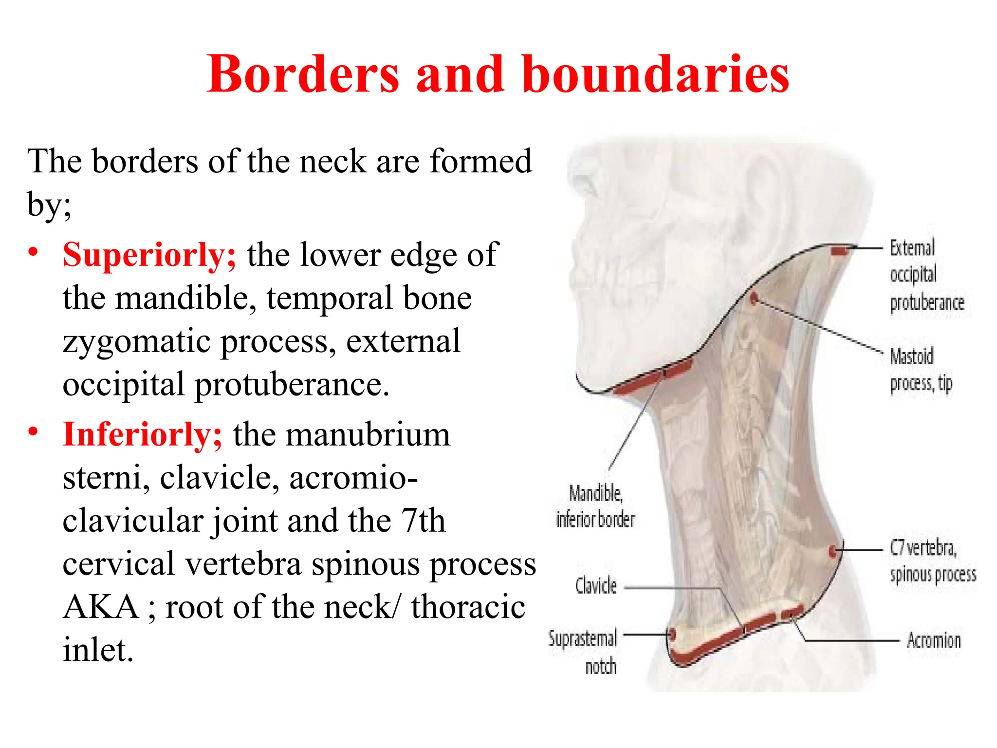 the complex anatomy of the neck; clinically oriented | PPTX