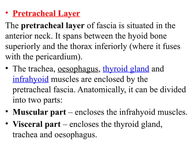 the complex anatomy of the neck; clinically oriented | PPTX | Thyroid ...