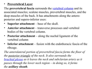 the complex anatomy of the neck; clinically oriented | PPTX