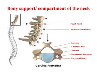 the complex anatomy of the neck; clinically oriented | PPTX