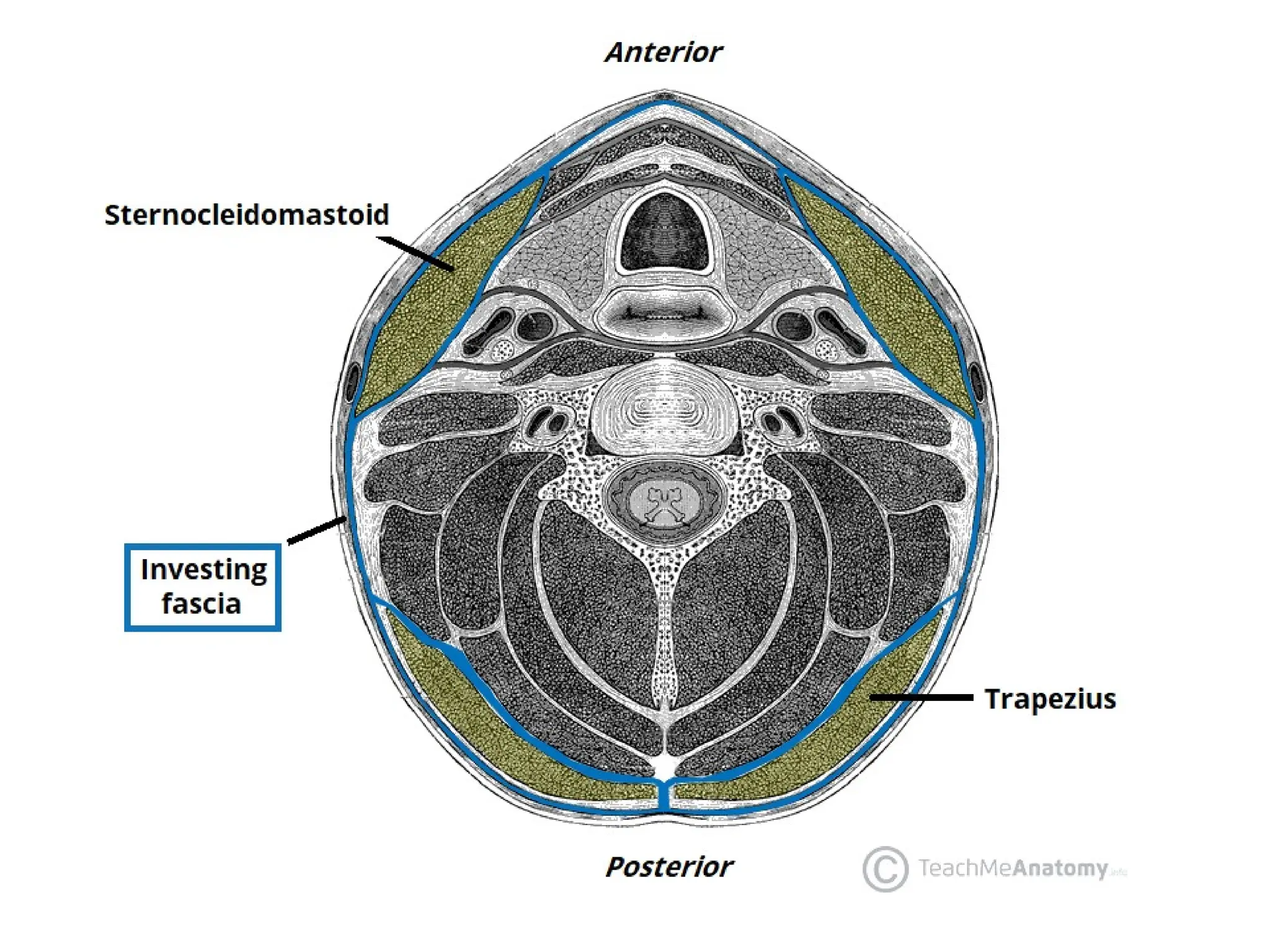 clinically oriented anatomy of the neck in humans | PPT