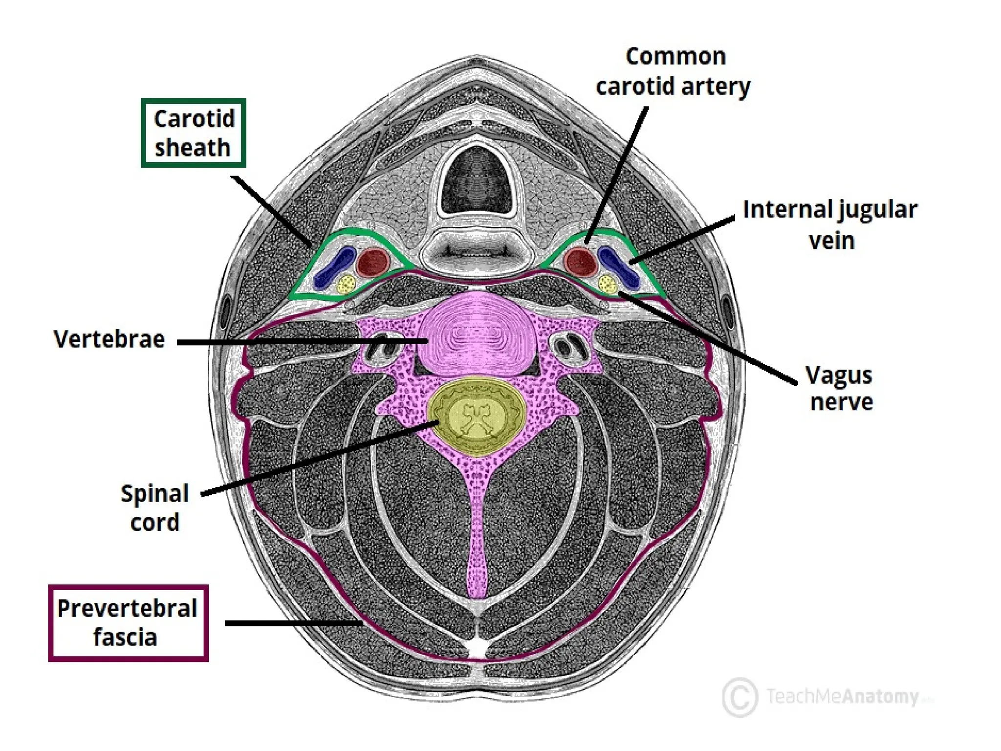 clinically oriented anatomy of the neck in humans | PPT