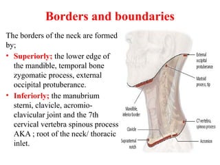 clinically oriented anatomy of the neck in humans | PPTX