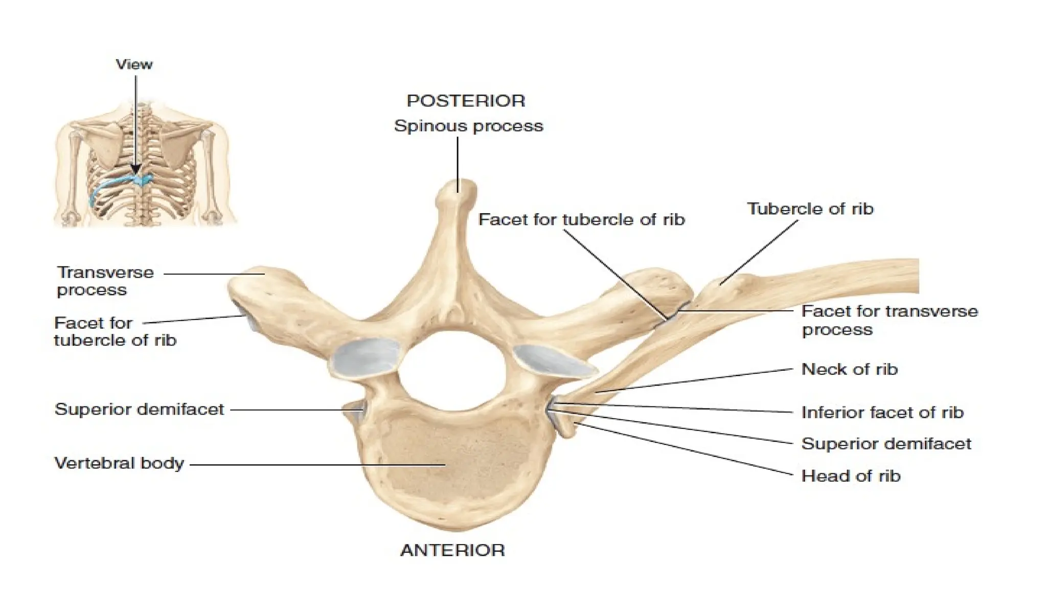 clinically oriented anatomy of human spinal column | PPTX