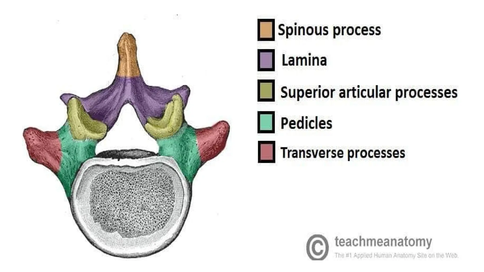 clinically oriented anatomy of human spinal column | PPTX