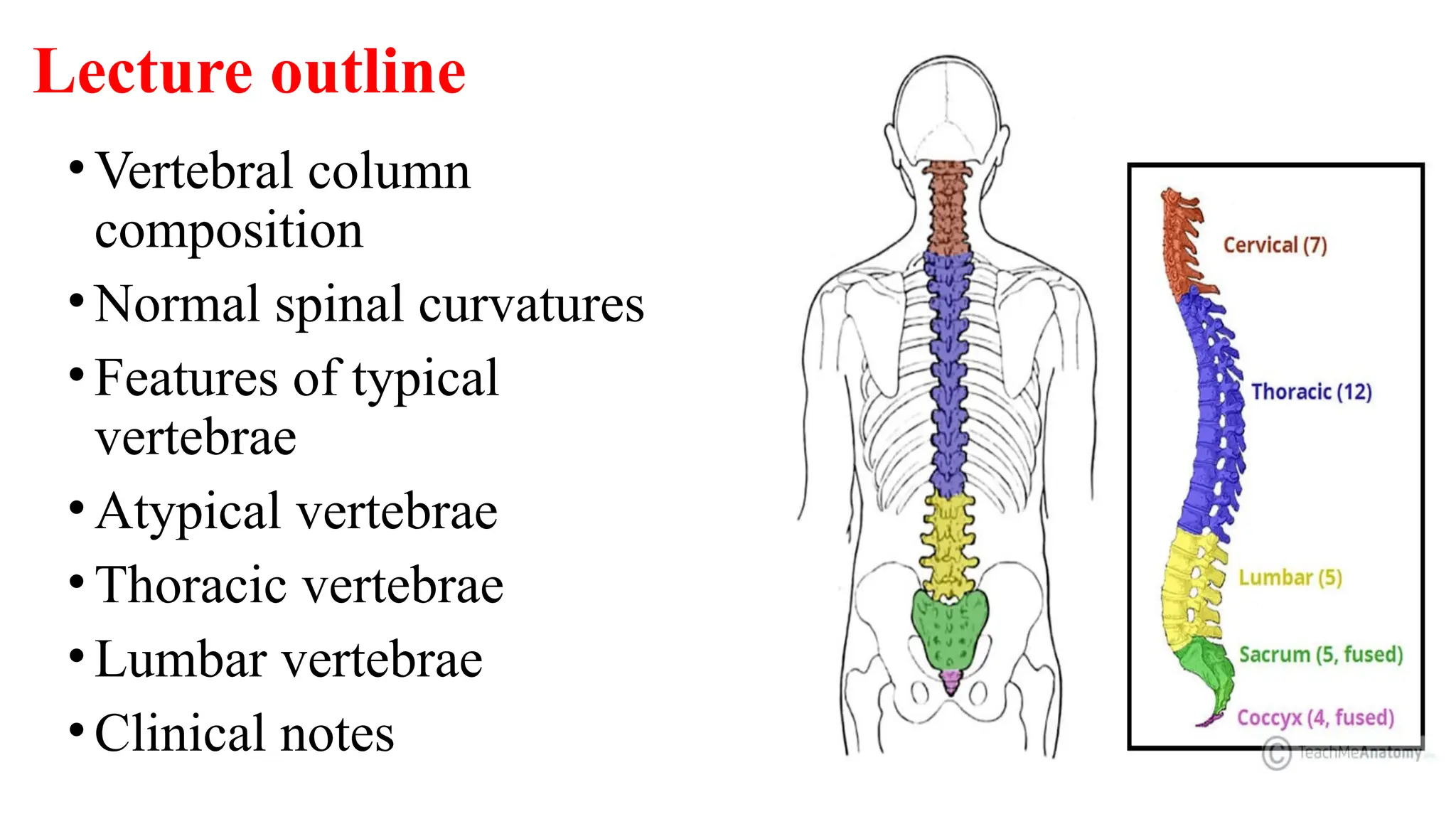 clinically oriented anatomy of human spinal column | PPTX
