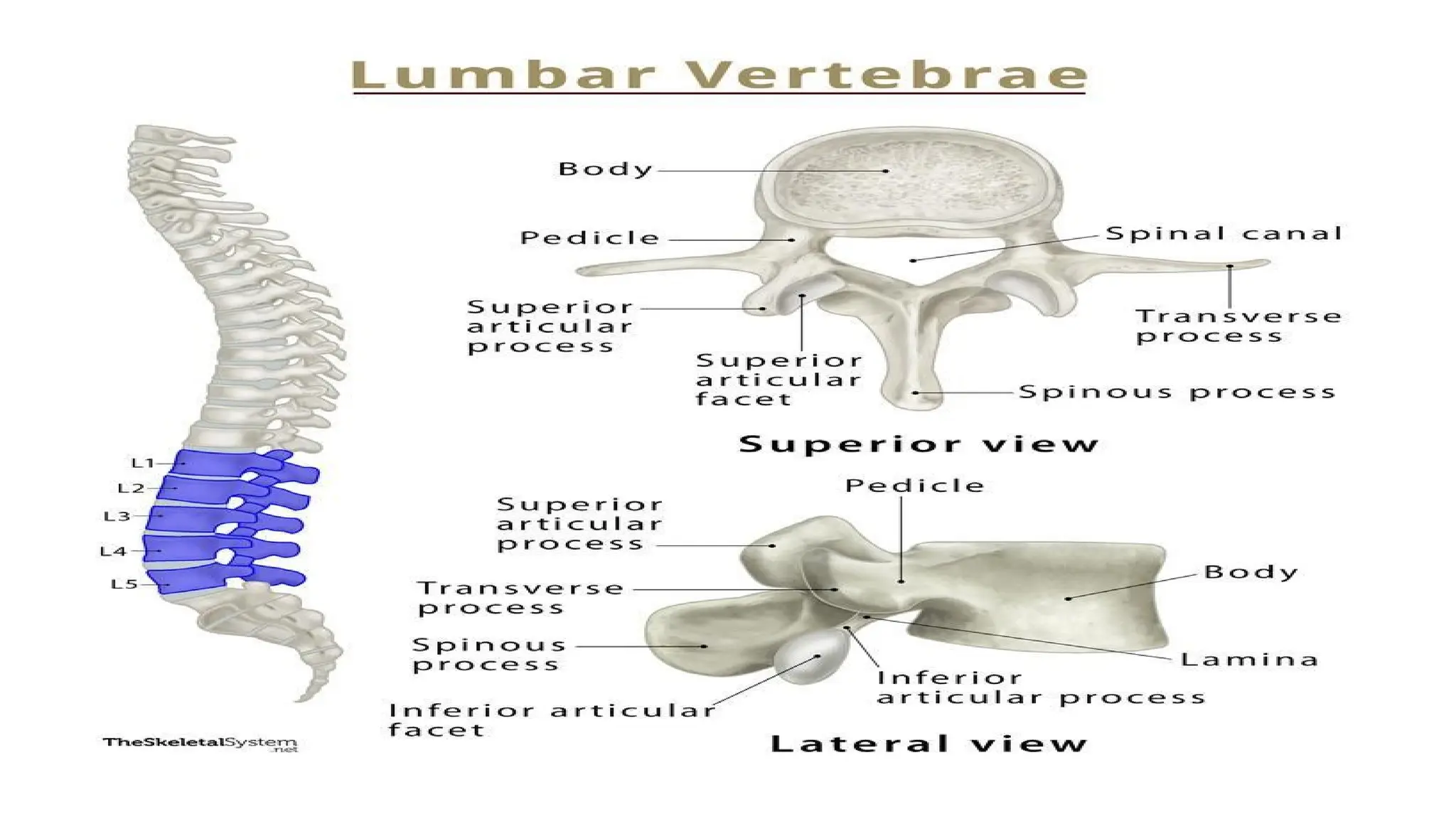 clinically oriented anatomy of human spinal column | PPTX