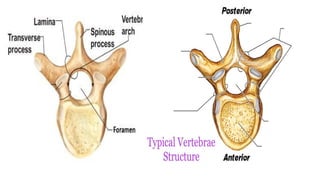 clinically oriented anatomy of human spinal column | PPT