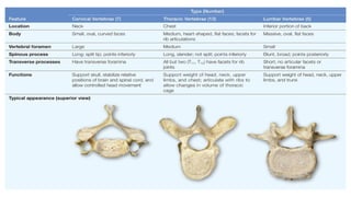 clinically oriented anatomy of human spinal column | PPT