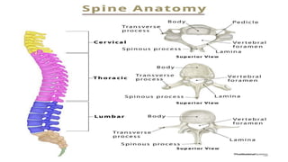 clinically oriented anatomy of human spinal column | PPT
