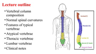 clinically oriented anatomy of human spinal column | PPT