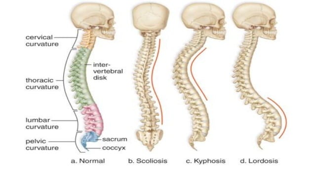 clinically oriented anatomy of human spinal column | PPT