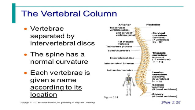 clinically oriented anatomy of human spinal column | PPT