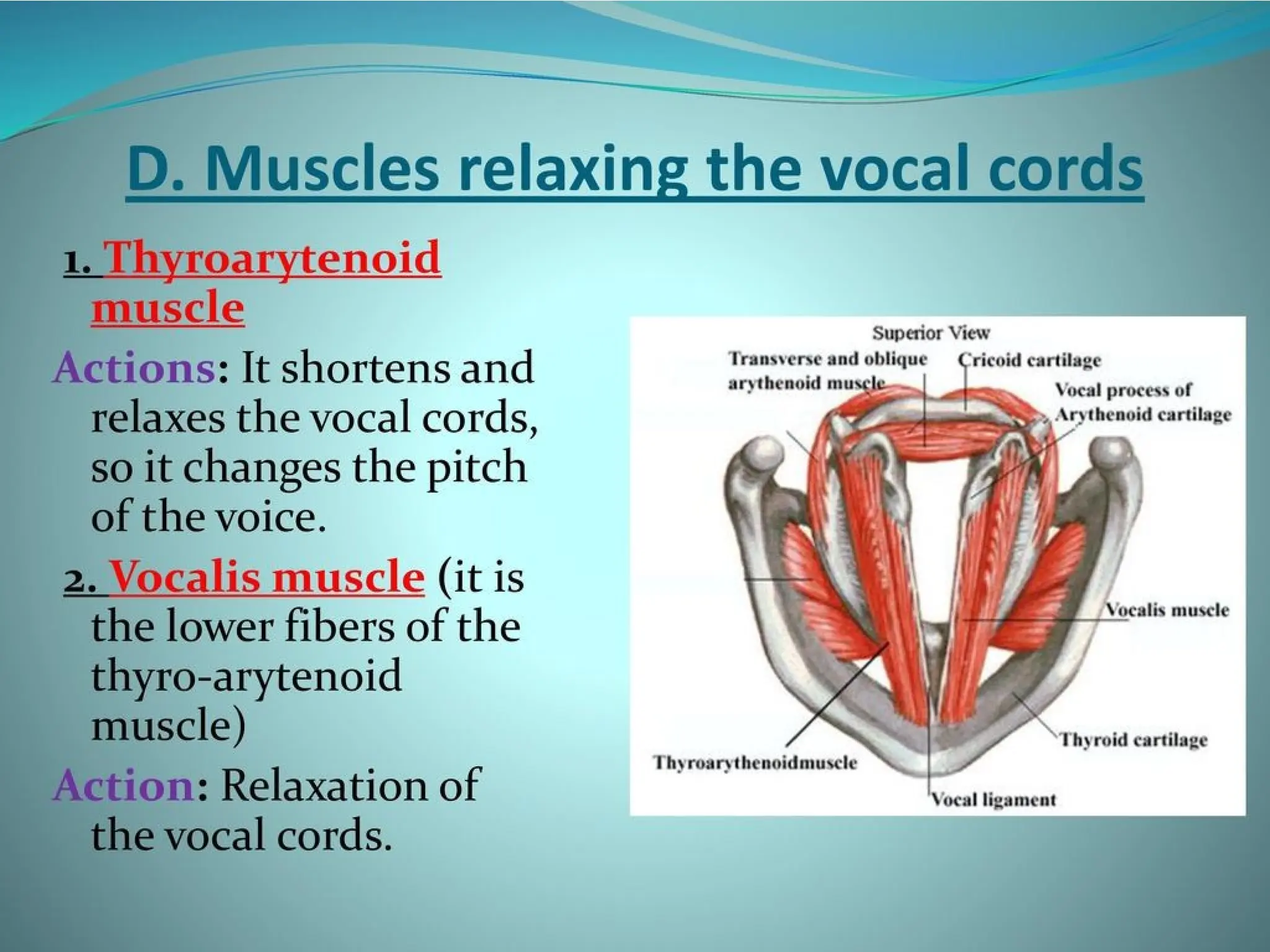 clinically oriented anatomy of pharynx and larynx | PPTX