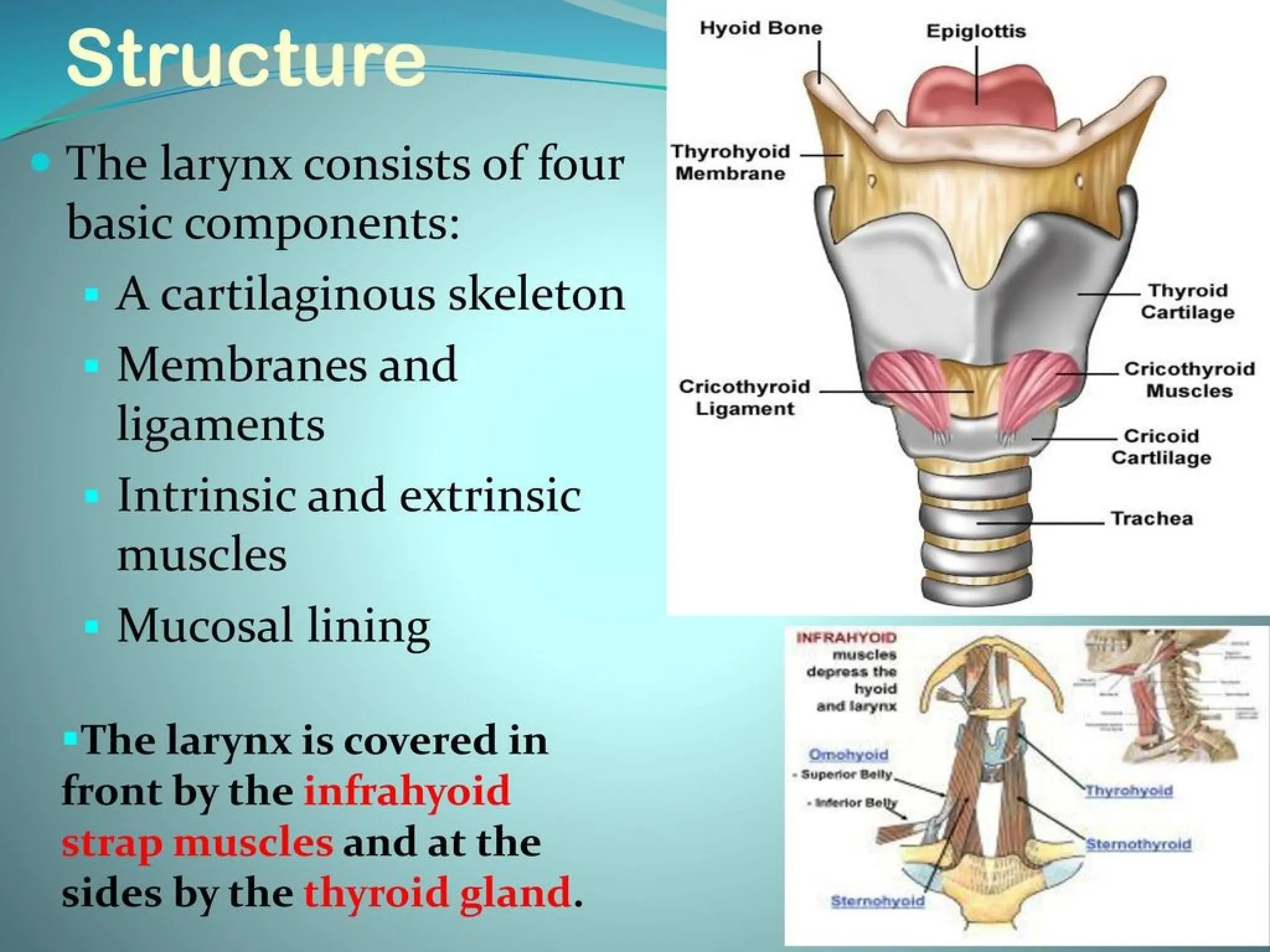 clinically oriented anatomy of pharynx and larynx | PPTX