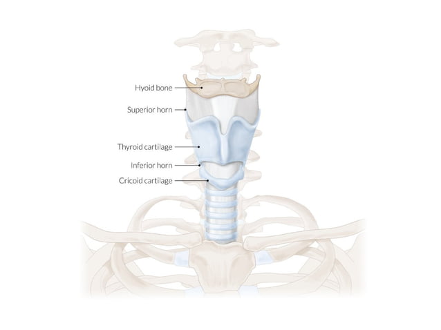 clinically oriented anatomy of pharynx and larynx | PPTX