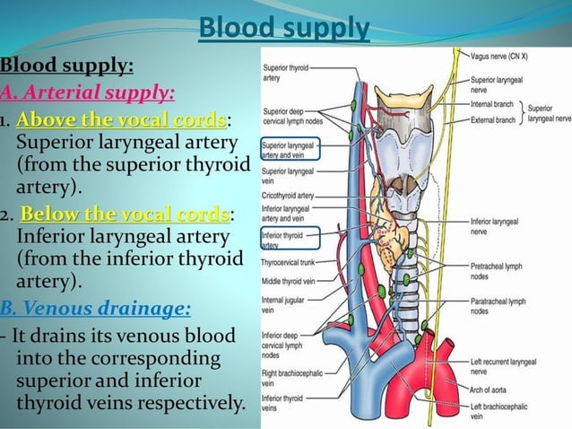 clinically oriented anatomy of pharynx and larynx | PPTX