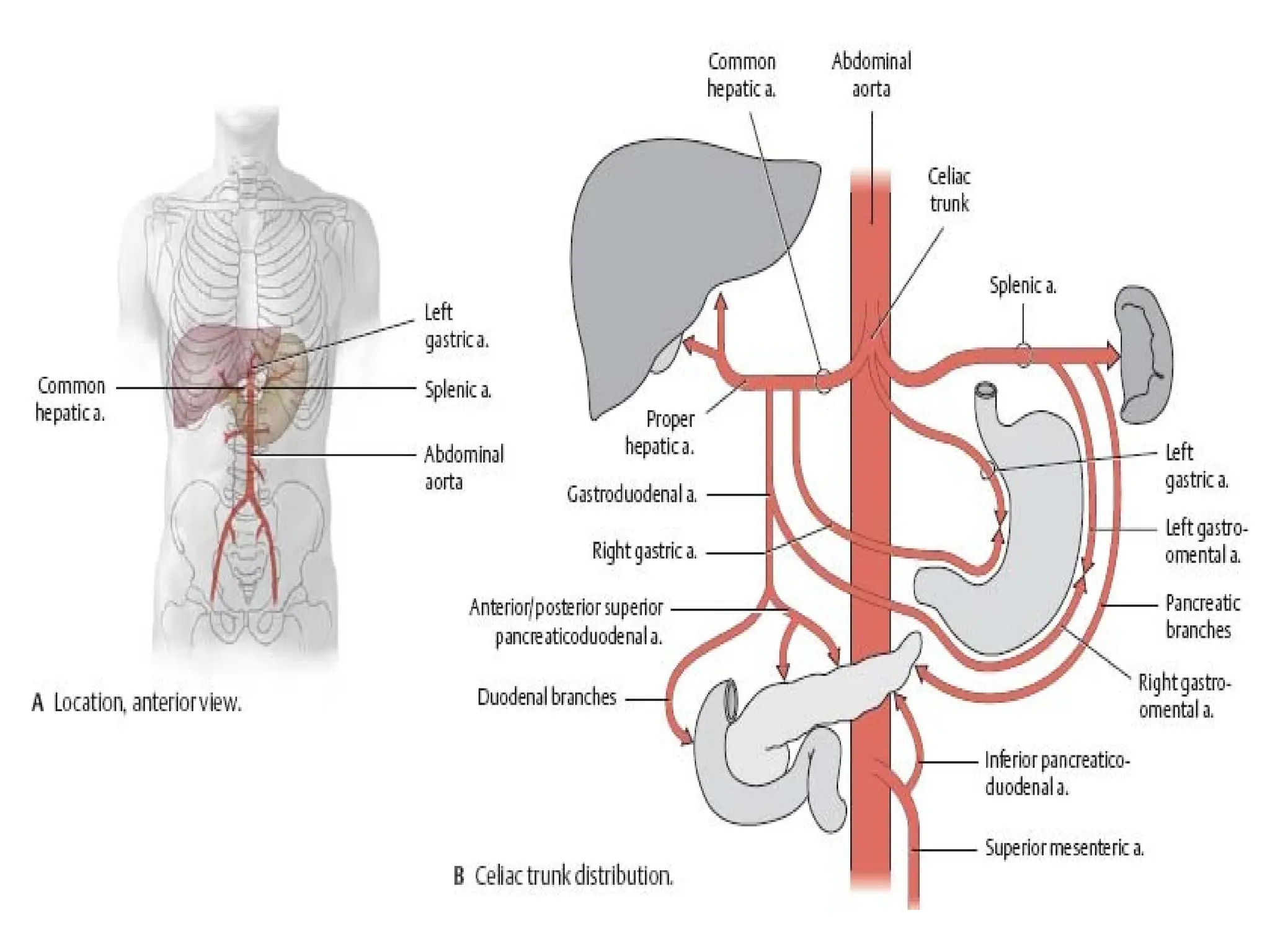 clinically oriented Anatomy of aorta & its branches.pptx
