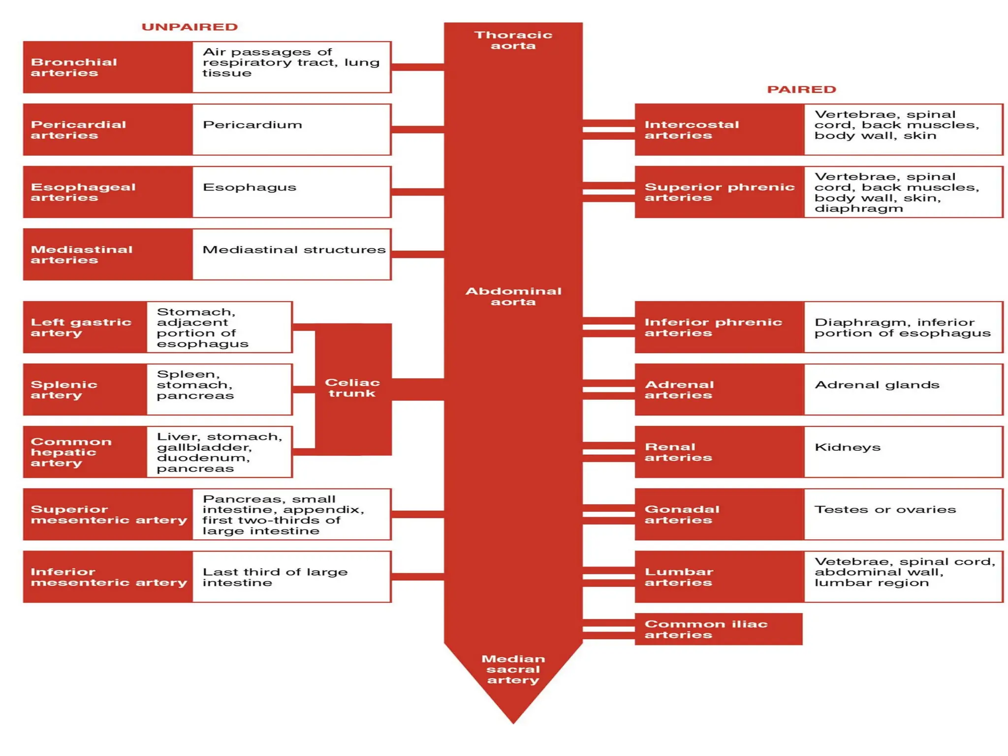 clinically oriented Anatomy of aorta & its branches.pptx
