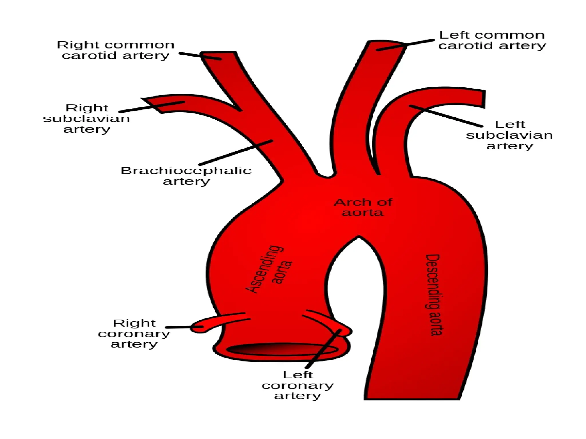clinically oriented Anatomy of aorta & its branches.pptx