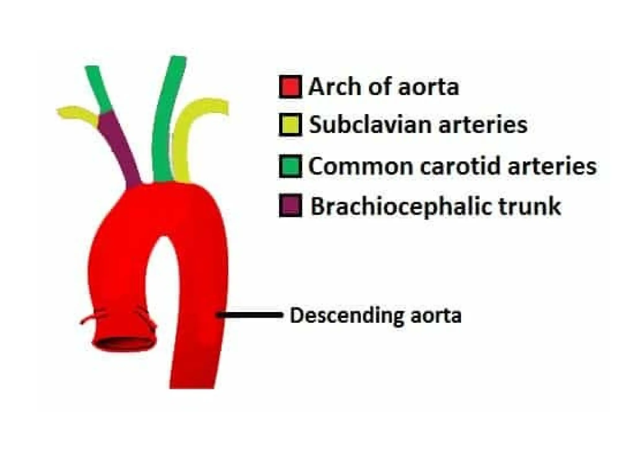 clinically oriented Anatomy of aorta & its branches.pptx