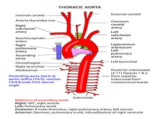 clinically oriented Anatomy of aorta & its branches.pptx