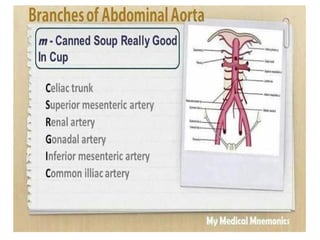 clinically oriented Anatomy of aorta & its branches.pptx