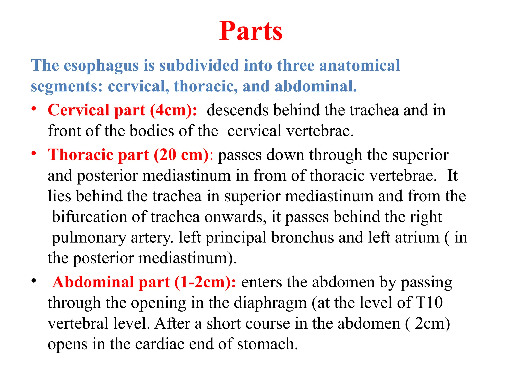 clinically oriented anatomy of Esophagous.pptx