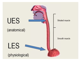 clinically oriented anatomy of Esophagous.pptx